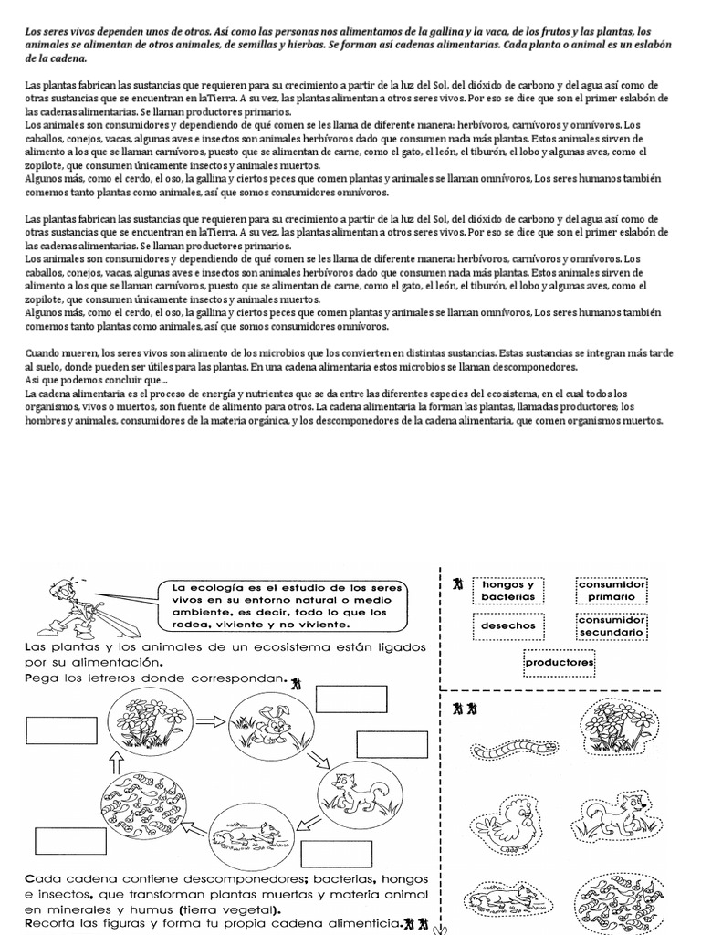 Actividades de cadena alimentaria para niños | PDF | Alimentos | Plantas
