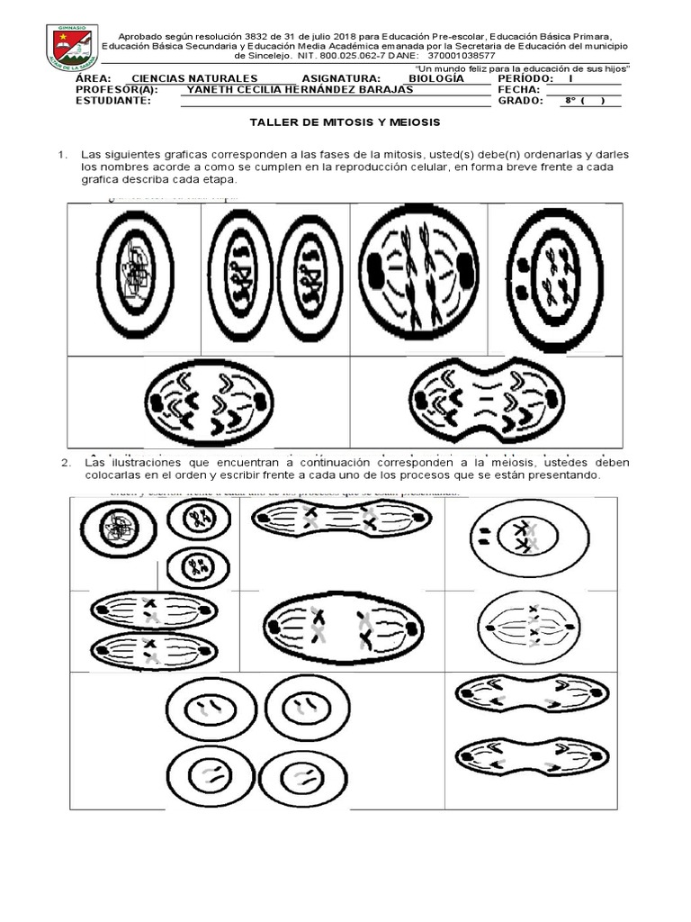 Hoja De Trabajo De Meiosis Y Mitosis