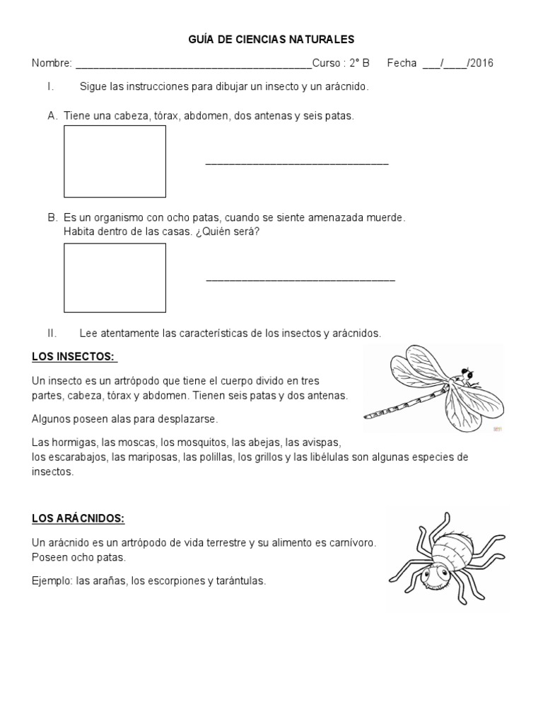 Guia Insectos y Aracnidos | PDF