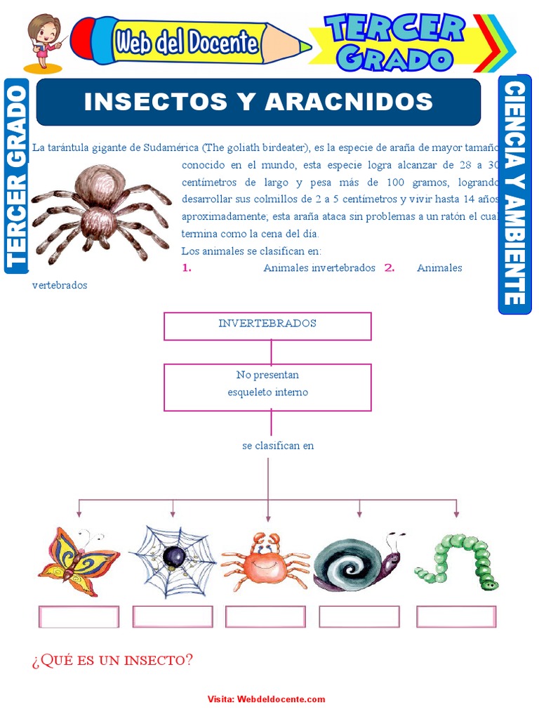 Insectos y Aracnidos para Niños para Tercer Grado de Primaria | PDF ...