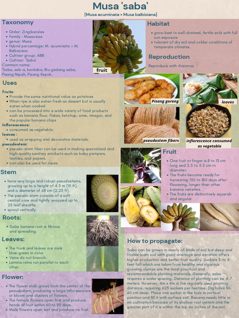 Musa 'saba' - The Nutritious Banana With Versatile Uses | PDF | Banana ...