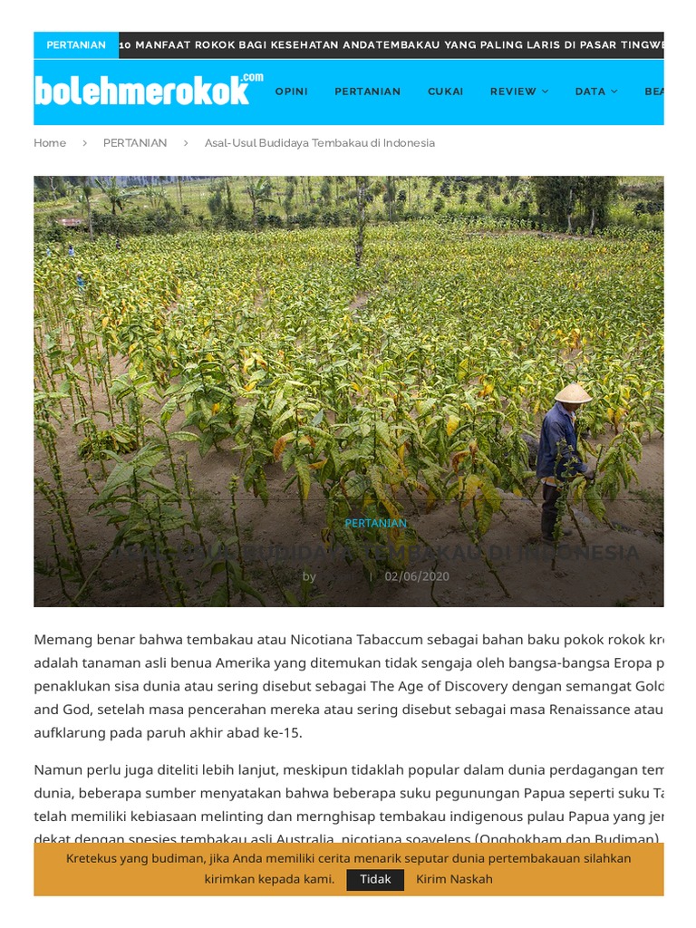 Asal-Usul Budidaya Tembakau Di Indonesia - Boleh M | PDF | Sejarah