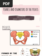 Clinical Pelvimetry | PDF | Pelvis | Vagina