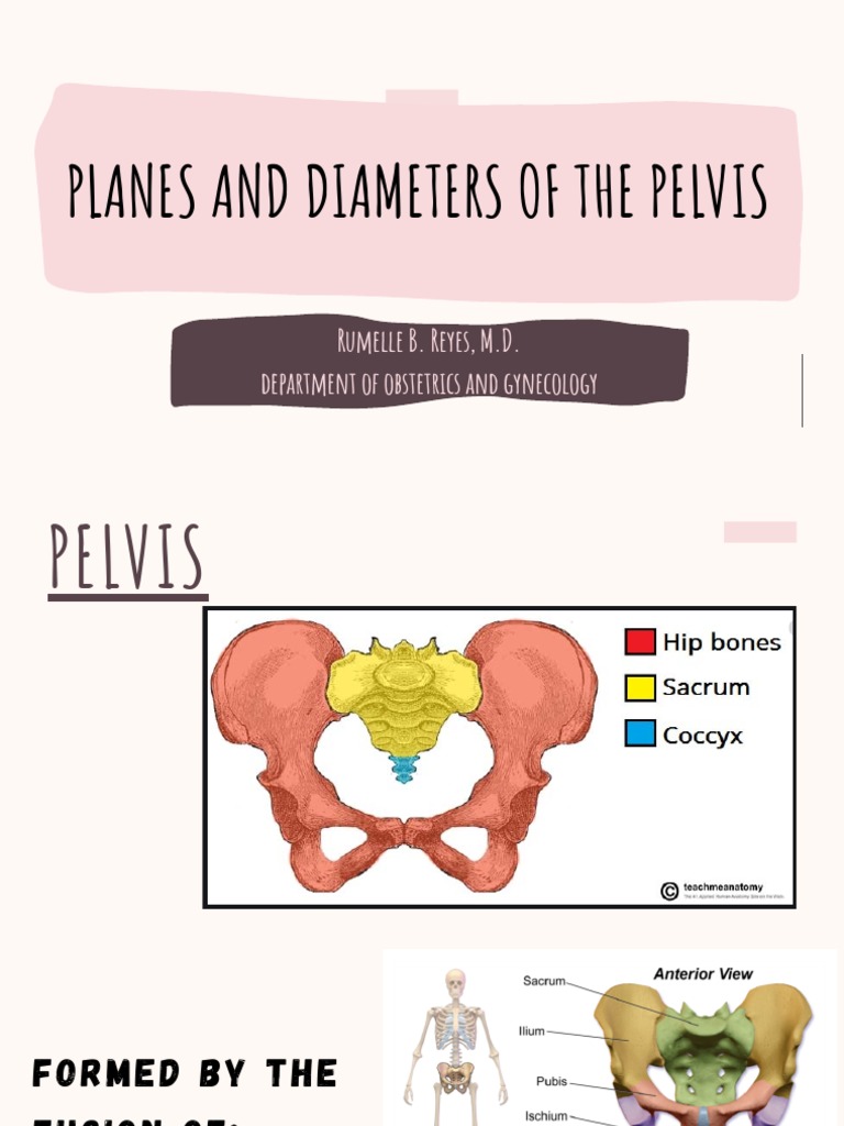 Pelvic Anatomy for Obstetricians | PDF | Pelvis | Musculoskeletal System