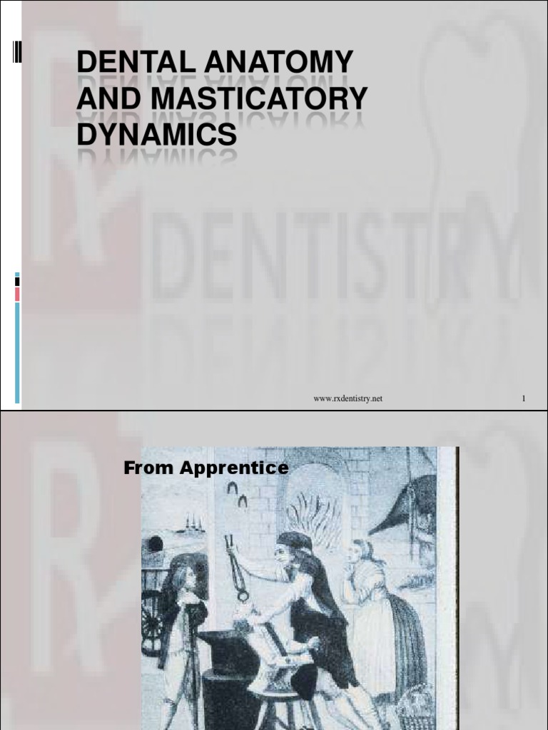 Dental Anatomy | PDF | Dentistry Branches | Dental Anatomy