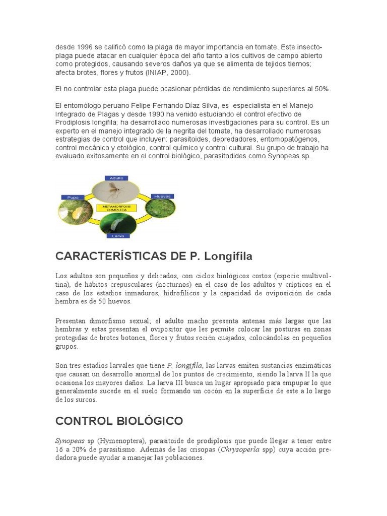 Synopeas SP Parasitismo de Prodiplosis | PDF | Ciencia y matemáticas ...
