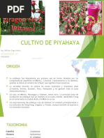 Estructura y Tipos de Limbo en Hojas | PDF | Hoja | Botánica