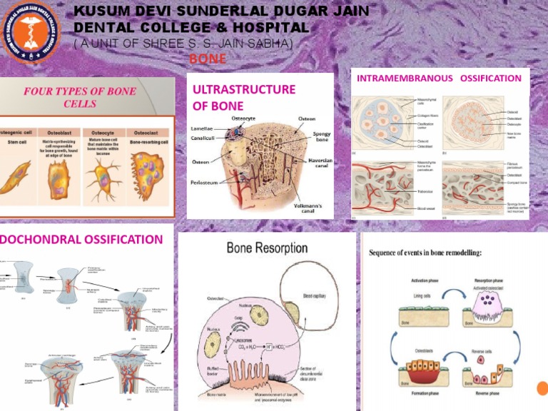 Ultrastructure of Bone: (A Unit of Shree S. S. Jain Sabha) | PDF