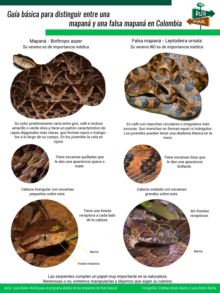 Mapana Vs Falsa Mapana | PDF | Naturaleza