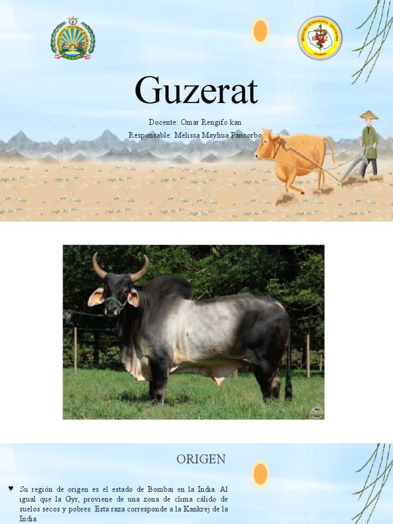 Guzerat | PDF | Vacas | Carne