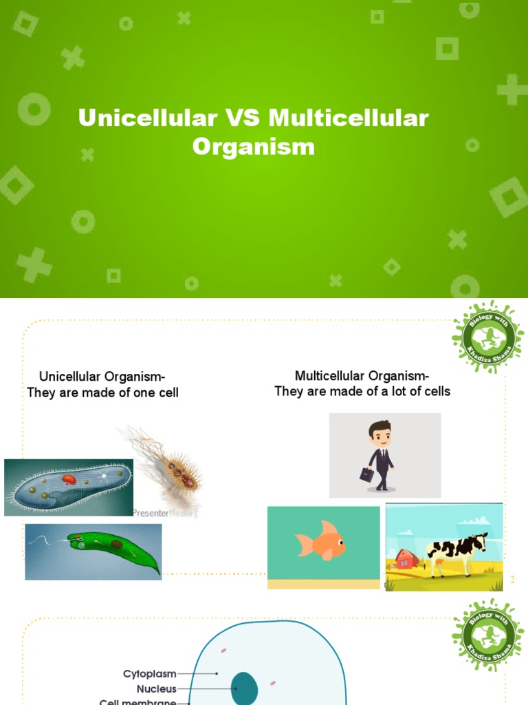 This Is Your Title: Unicellular VS Multicellular Organism | PDF