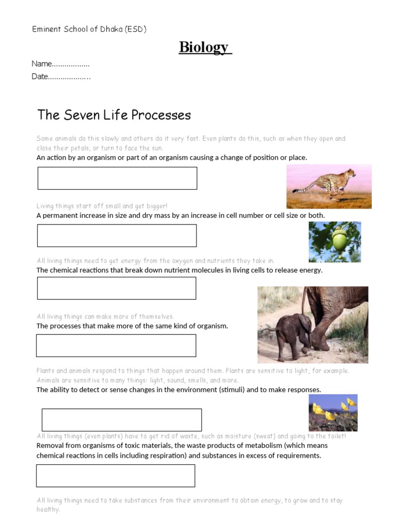 Life Process Worksheet | PDF