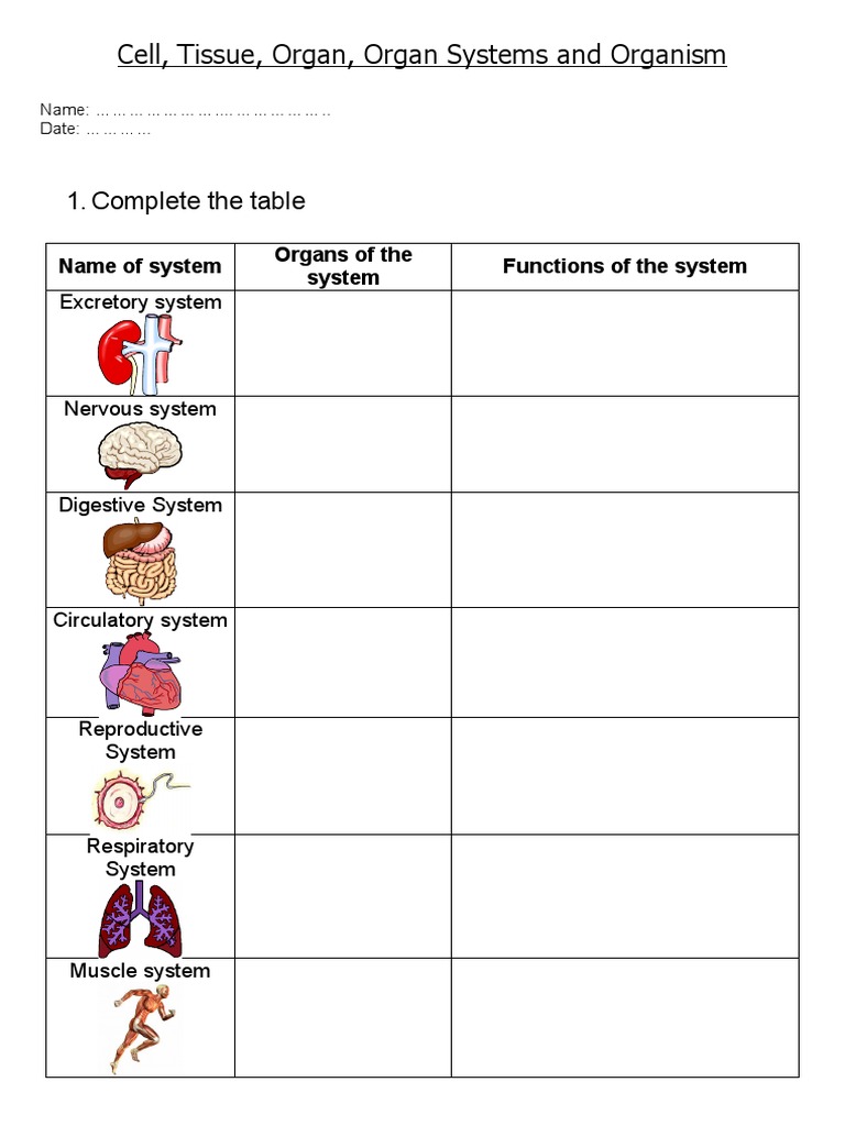 Cell, Tissue, Organ, Organ Systems and Organism: 1. Complete The Table ...