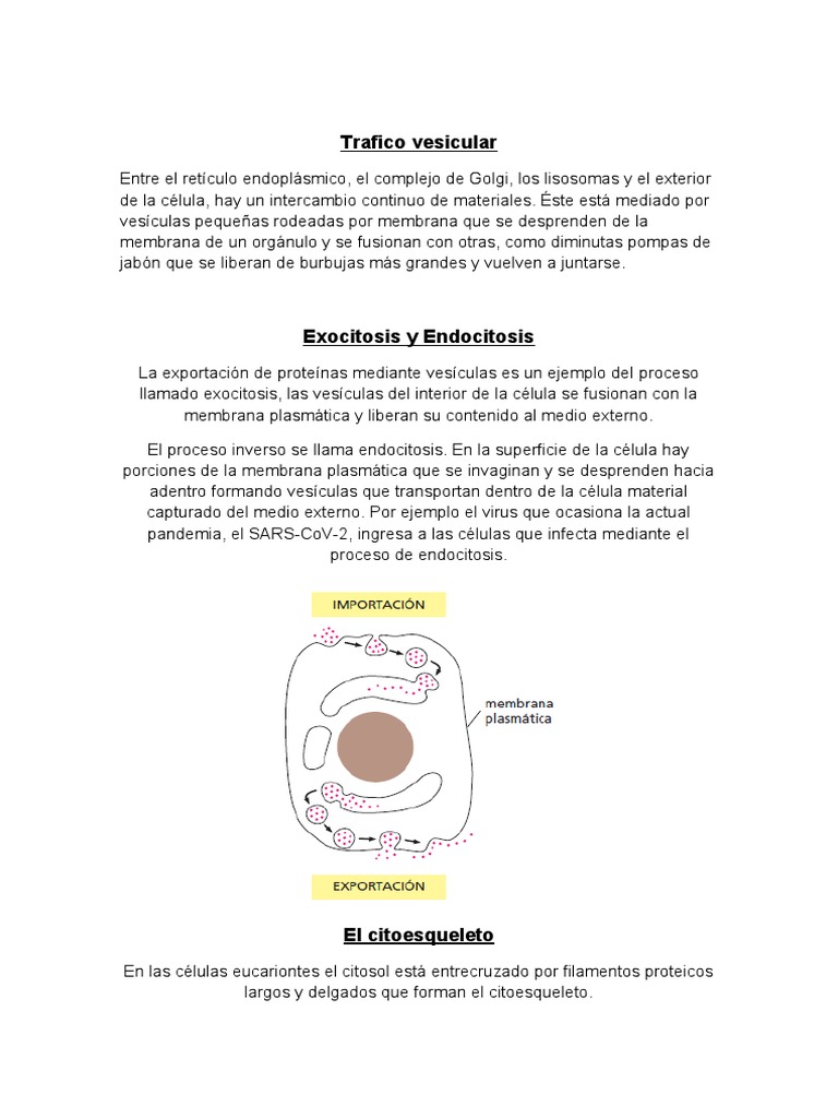 Trafico Vesicular | PDF | Biología Celular) | Membrana celular