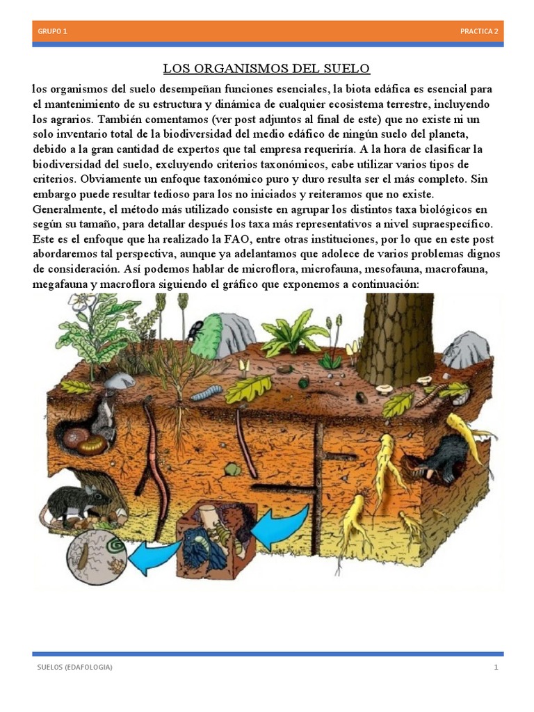 LOS ORGANISMOS DEL SUELO Practica 2 | PDF | Algas | Archaea