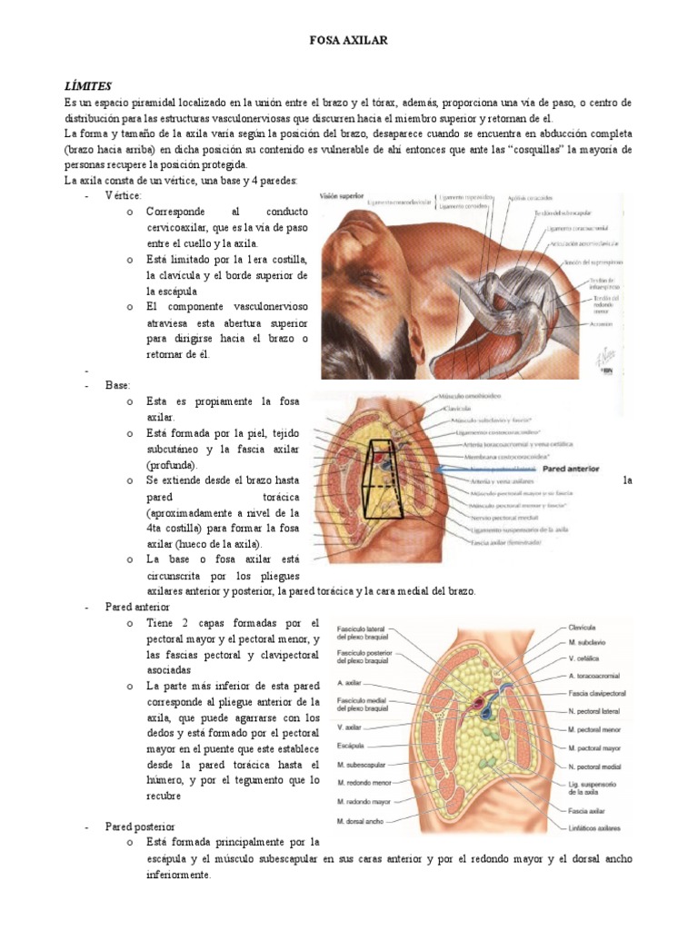 Fosa Axilar | PDF | Anatomía humana | Extremidades (anatomía)