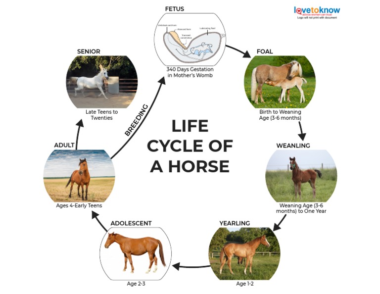 Horse Life Cycle Stages Explained | PDF