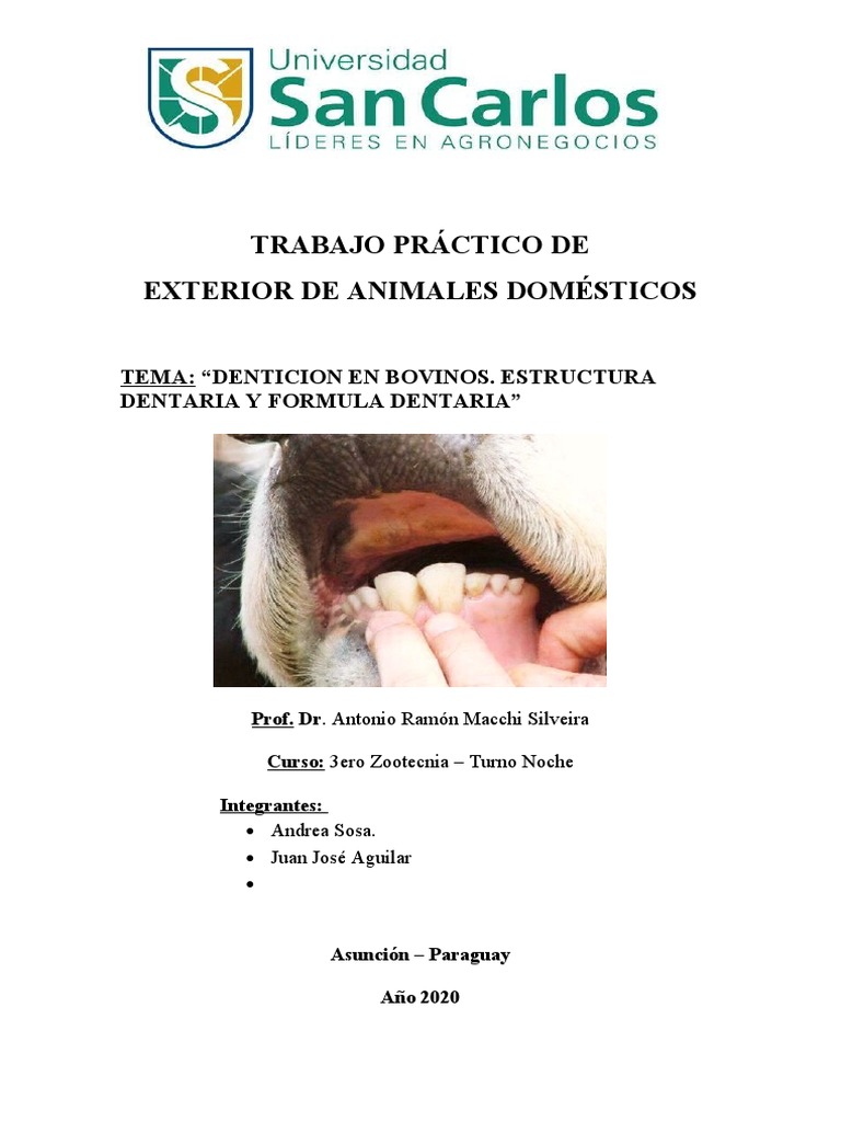 Denticion en Bovinos | PDF | Diente | Vacas