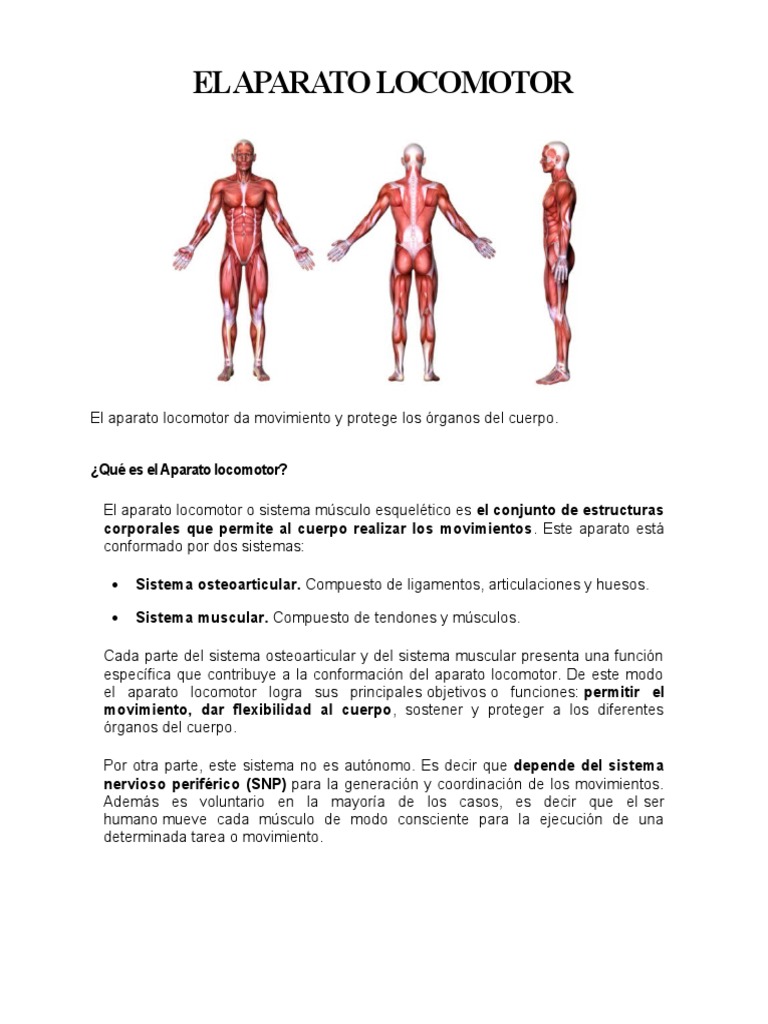 Funciones y Estructura del Aparato Locomotor | PDF | Sistema ...