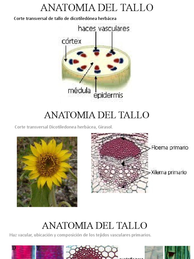 Anatomia Del Tallo | PDF