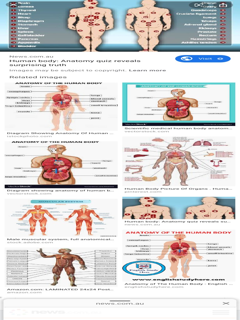 Human Body: Anatomy Quiz Reveals Surprising Truth: Visit | PDF | Social ...