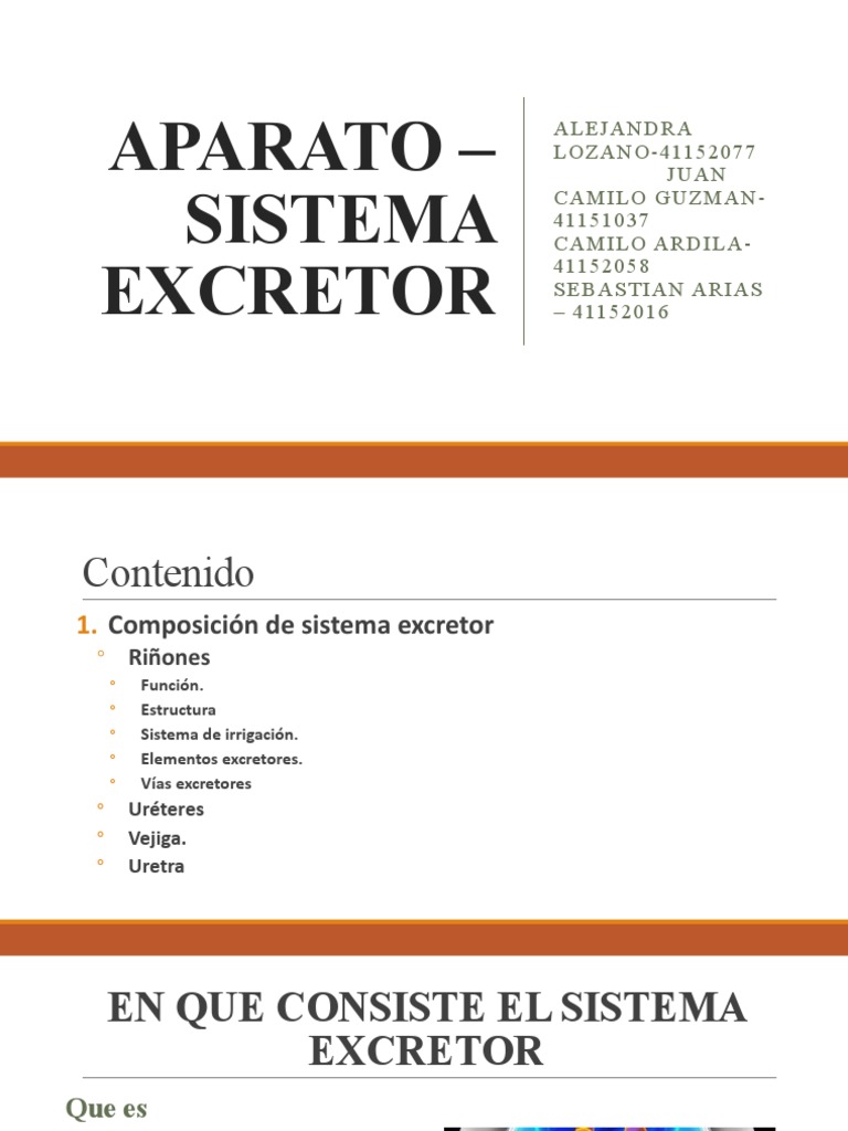 Sistema Excretor | PDF | Sistema urinario | Vejiga urinaria