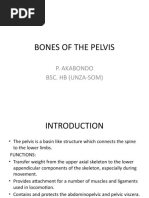 Anatomy of the Pelvis Explained | PDF | Pelvis | Vertebra