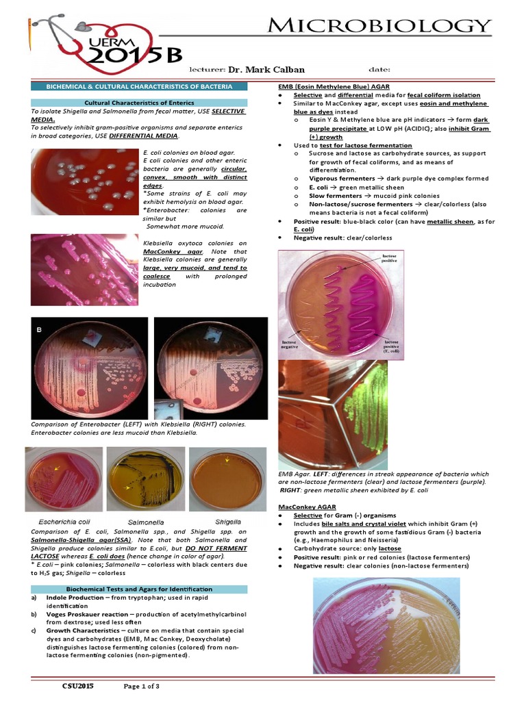 Microbiology Lab (Midterms) : November 2015 Dr. Mark Calban | PDF ...