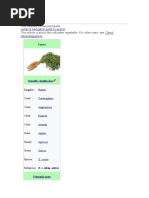 Carrot | PDF