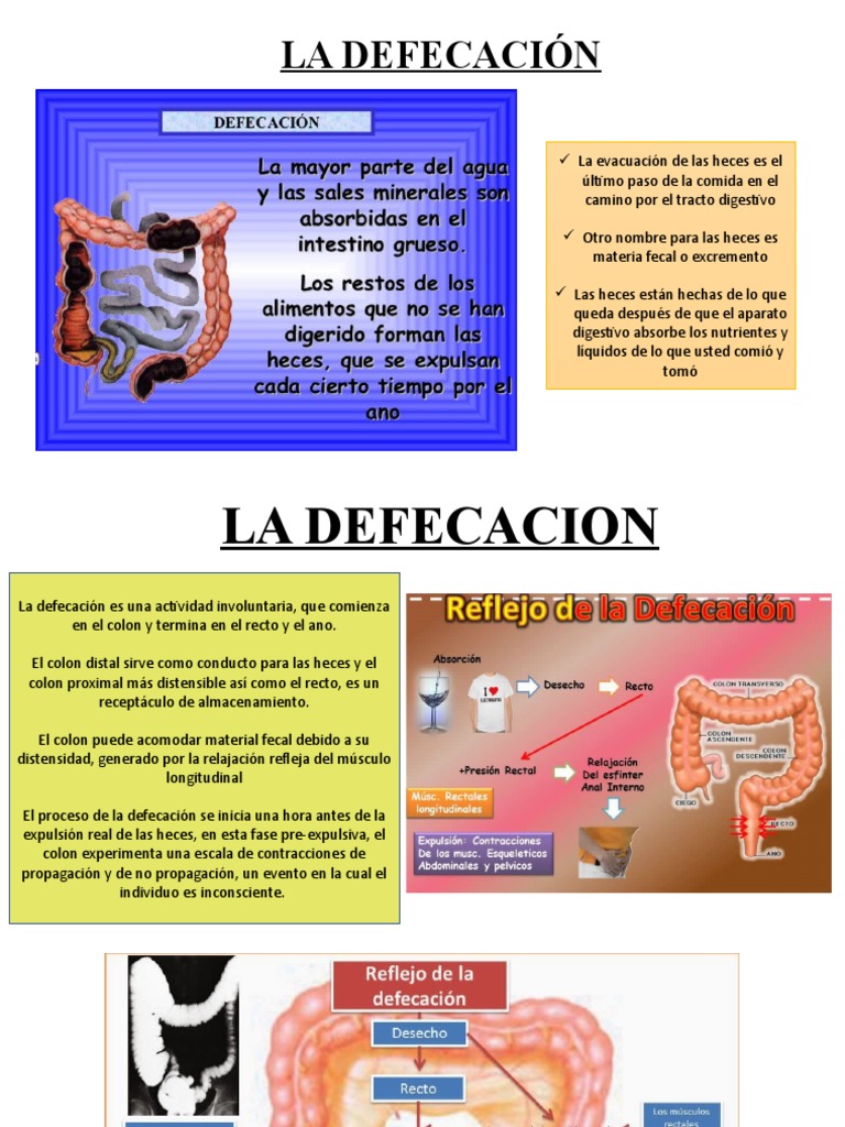 Defecacion | PDF | Heces | Fisiologia Animal