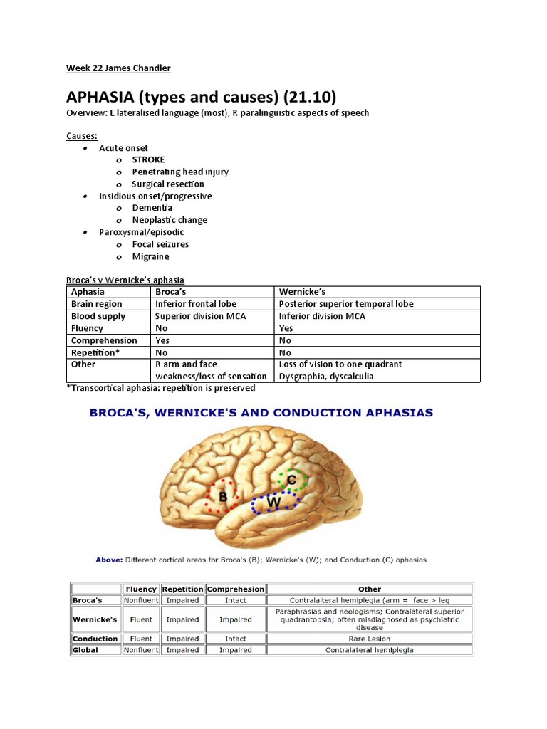 Understanding Aphasia: Types, Causes, and the Anatomy of Language ...