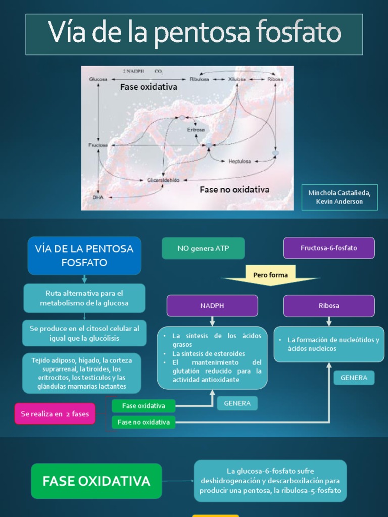 Vía De Las Pentosas Fosfato Fase Oxidativa