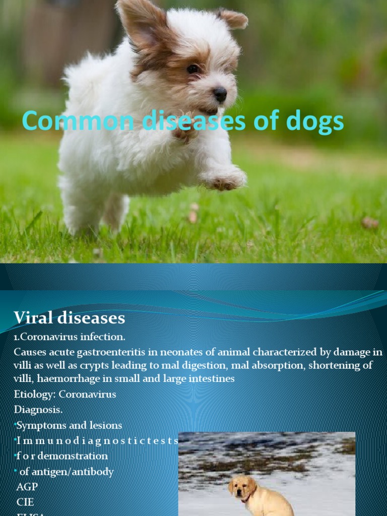 Common Canine Diseases and Treatments | PDF | Virus | Infection