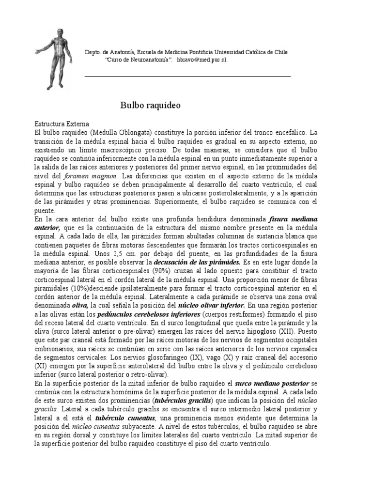 Bulbo PDF | PDF | Médula espinal | Cerebelo