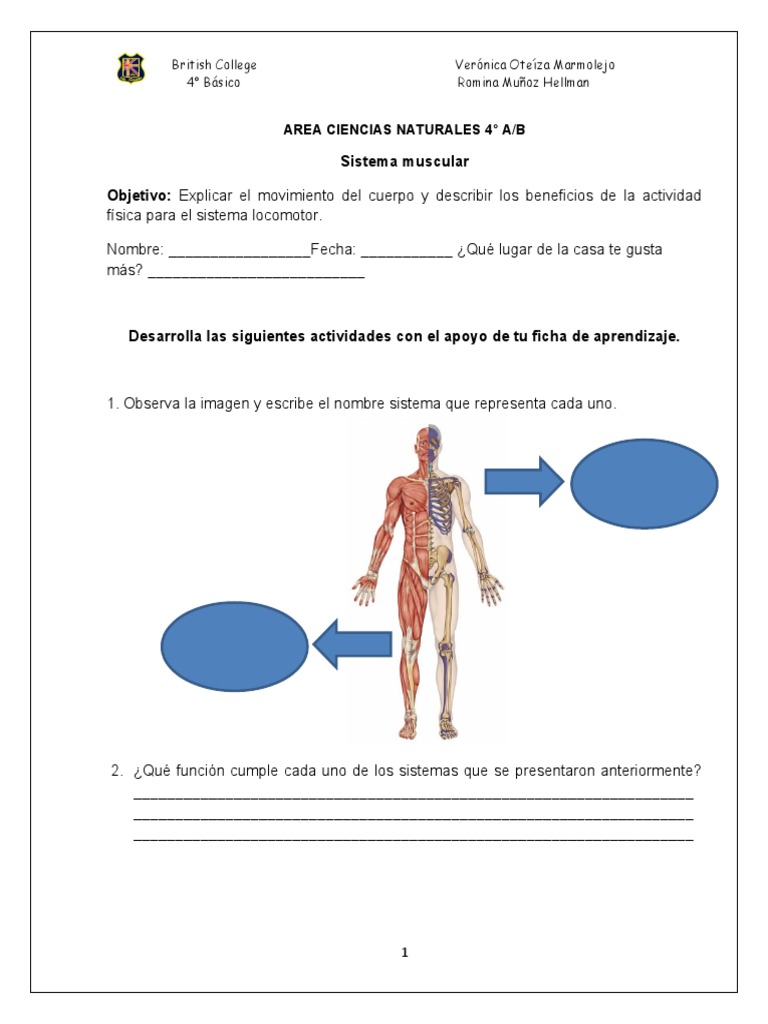 Sistema Muscular Guía | PDF | Sistema musculoesquelético humano | Músculo