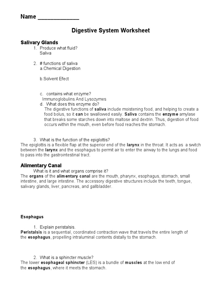 Name - Digestive System Worksheet: Salivary Glands | PDF | Digestion ...