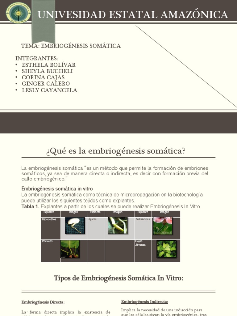 Embriogenesis Somatica | PDF | Ciencias de la vida | Organismos