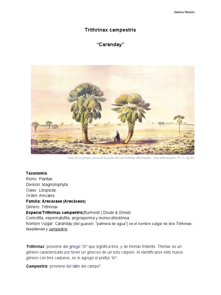 Trabajo Final CARANDAY | PDF | Hoja | Tallo de la planta