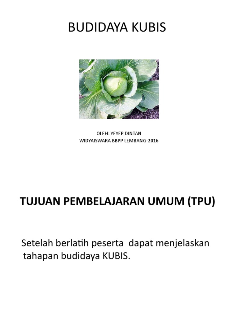 Budidaya Kubis | PDF