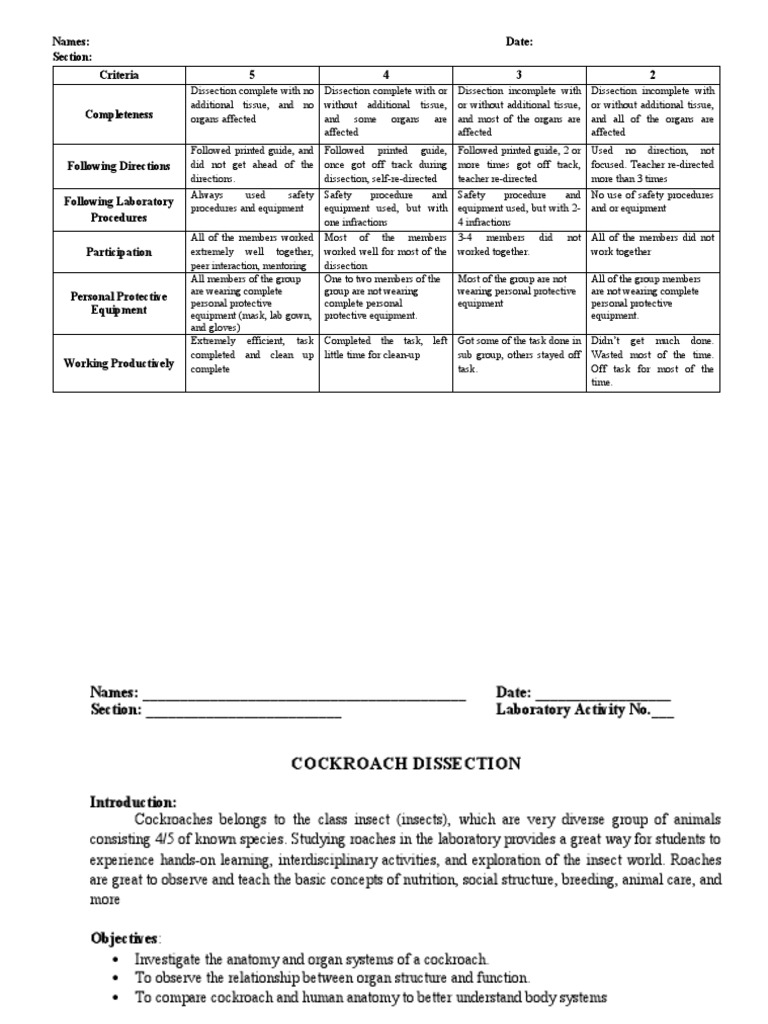 Cockroach Dissection Lab Guide | PDF | Abdomen | Insects