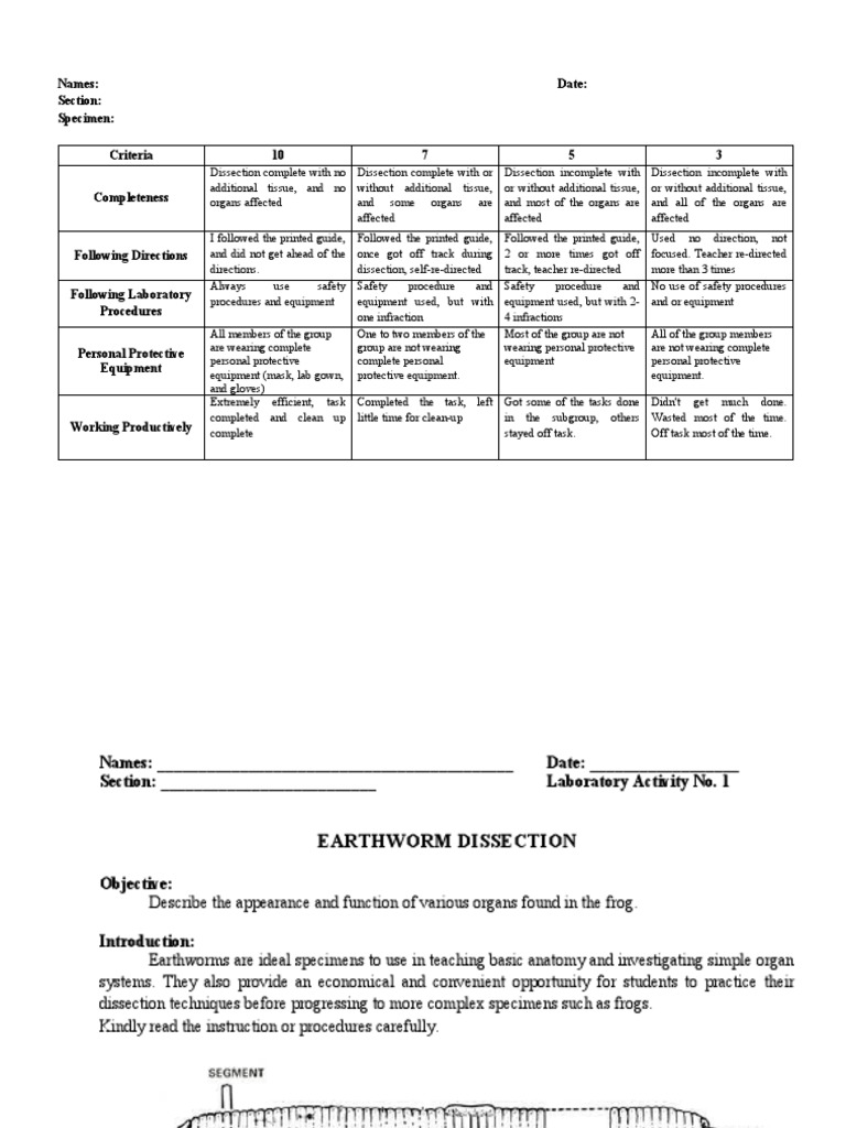 LABORATORY ACTIVITY No. 1 - EARTHWORM DISSECTION | PDF | Surgical ...
