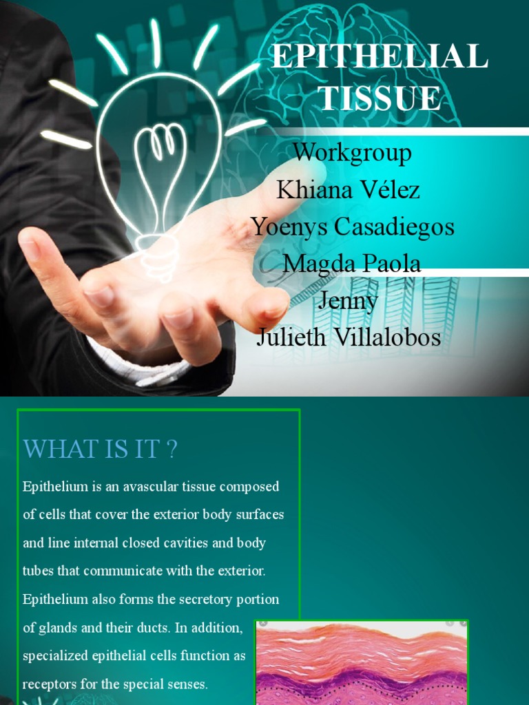 Epithelial Tissue: Workgroup Khiana Vélez Yoenys Casadiegos Magda Paola ...