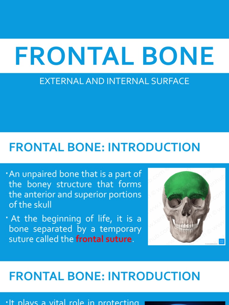 Frontal Bone Anatomy Guide | PDF | Primate Anatomy | Musculoskeletal System
