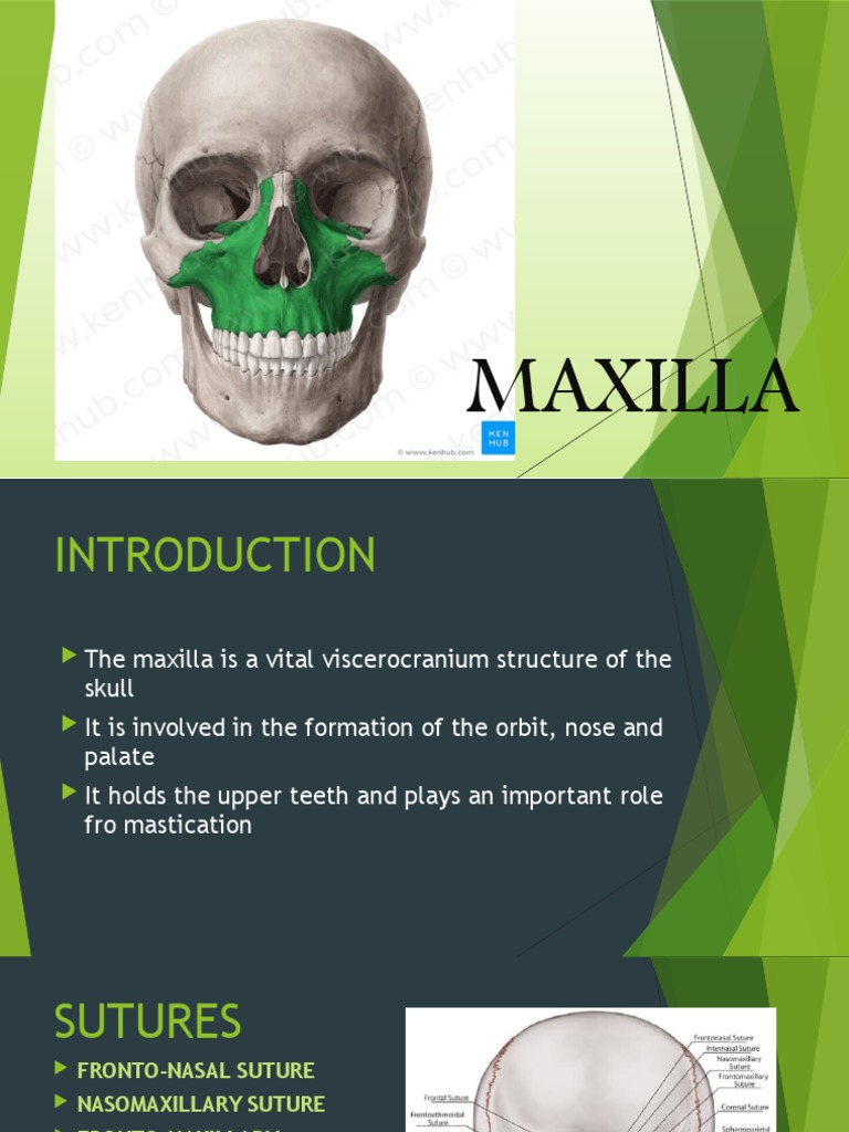 MAXILLA | PDF | Human Nose | Skeletal System
