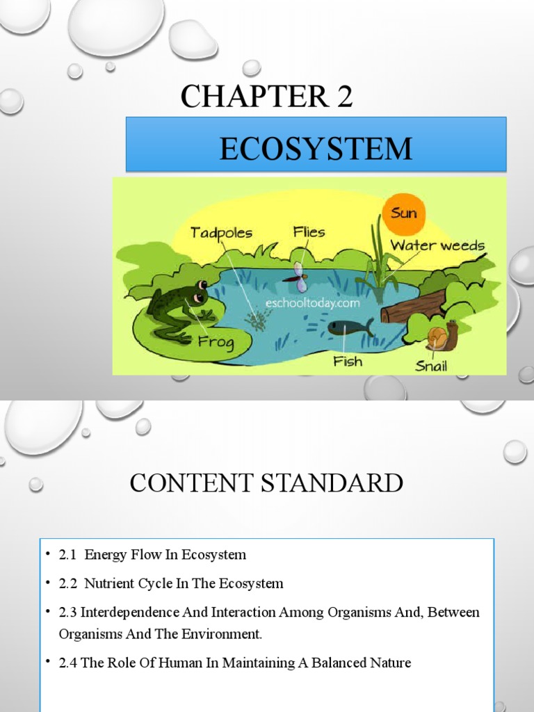 Form 2 Chapter 2 Ecosystem | PDF | Food Web | Ecosystem