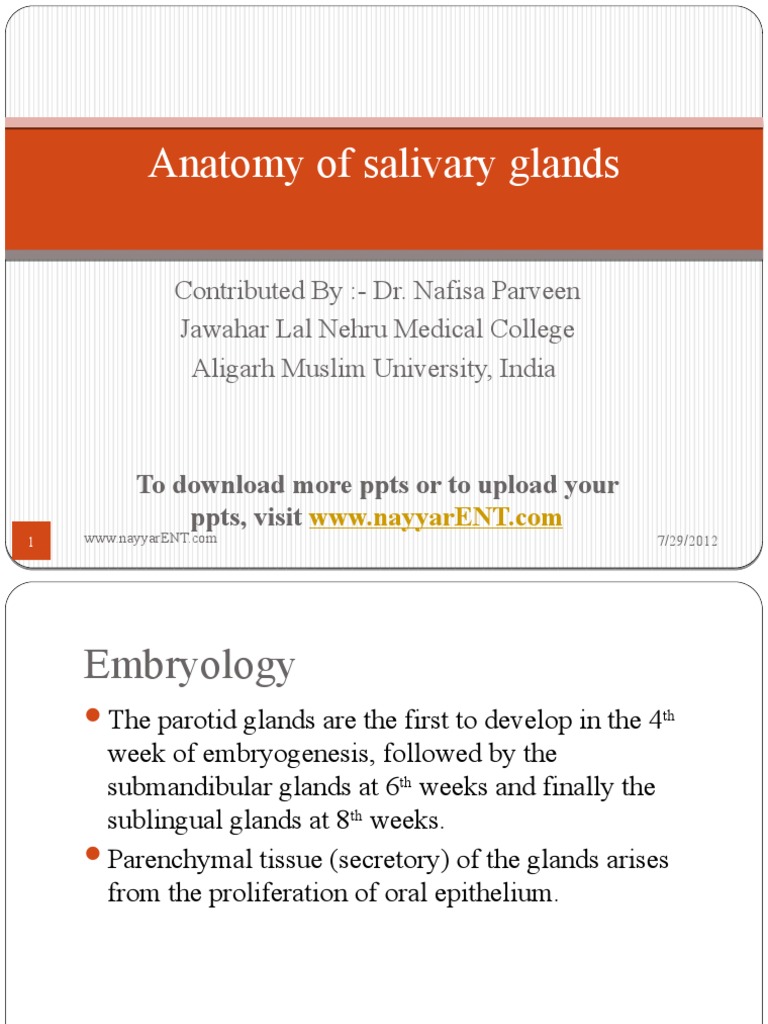 Anatomy of Salivary Glands | PDF | Common Carotid Artery | Primate Anatomy