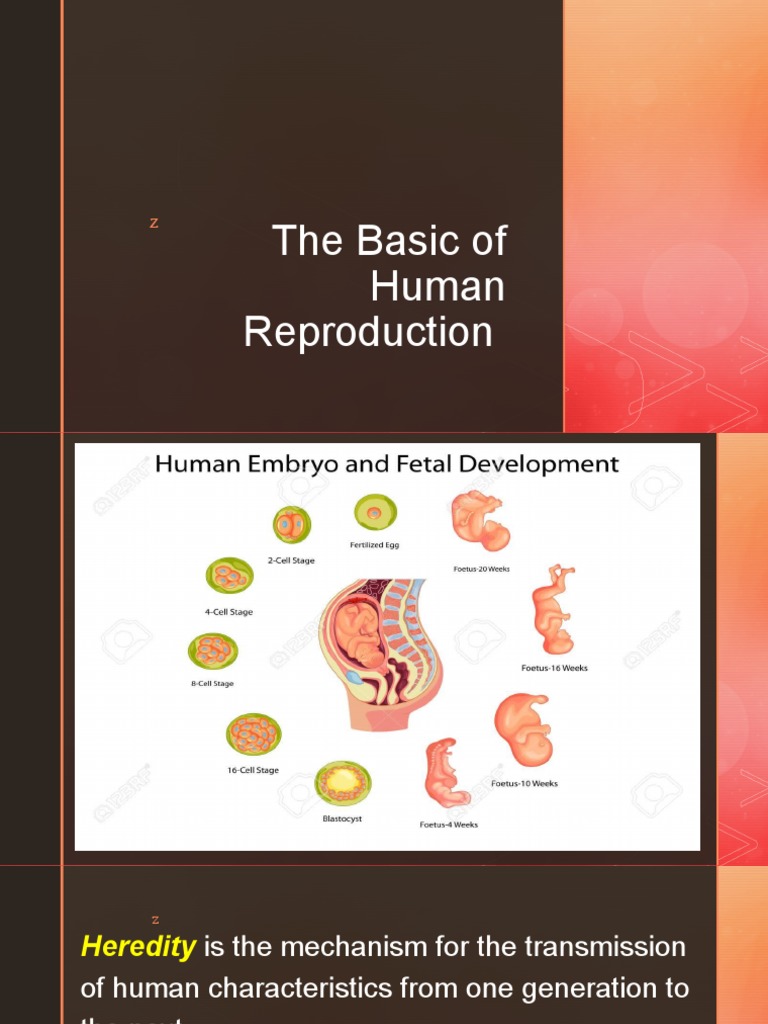 The Basic of Human Reproduction | PDF