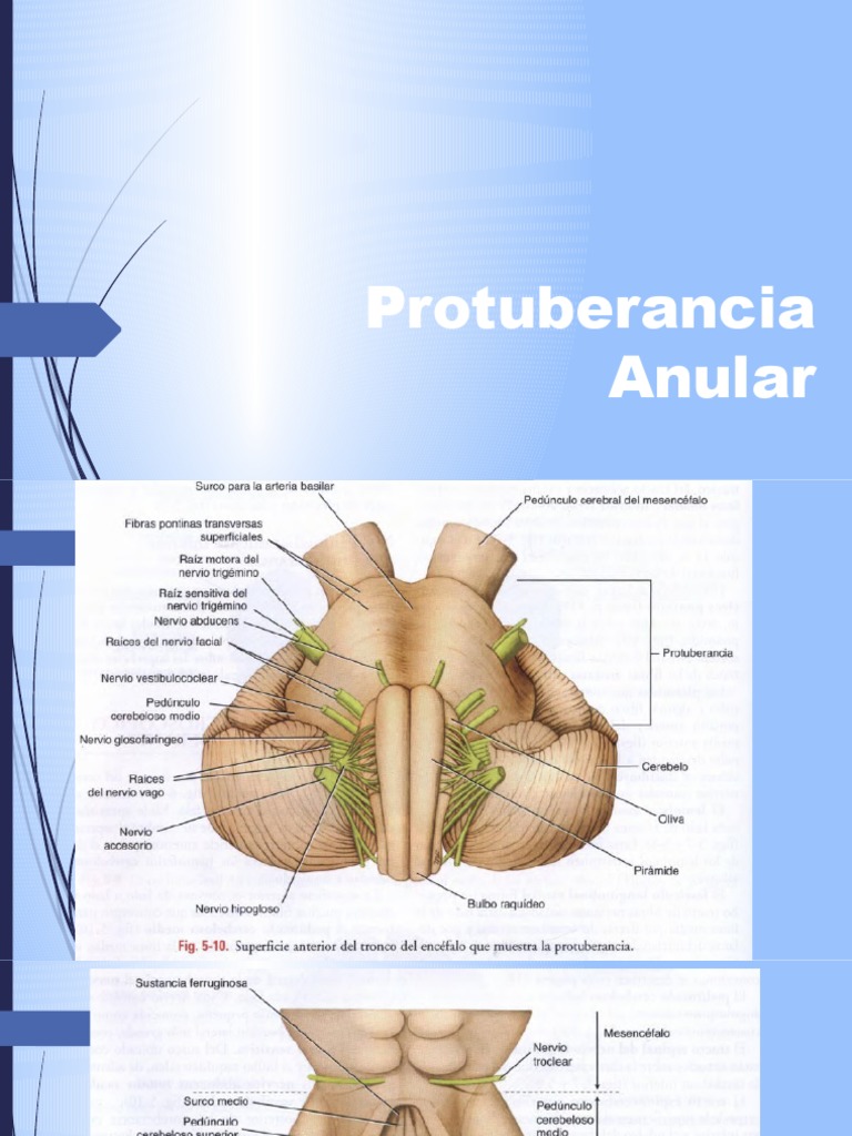 Protuberancia Anular | PDF