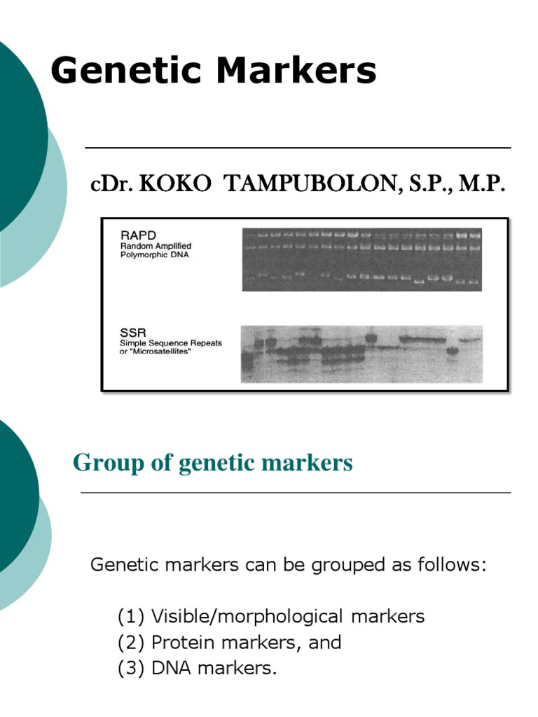 Genetic Markers | PDF | Genetic Marker | Polymerase Chain Reaction