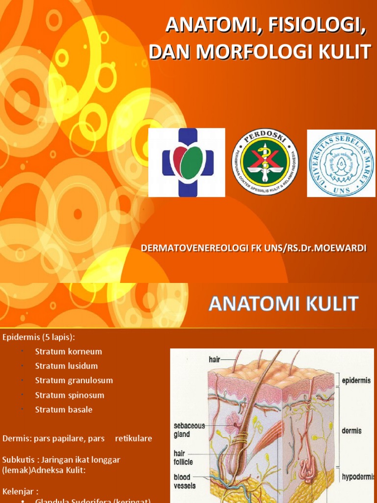 Morfologi dan Fisiologi Kulit Manusia | PDF | Seni | Kesehatan Holistik